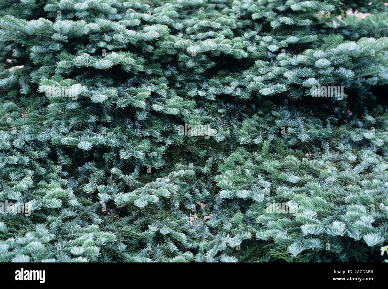 Pacific silver fir (Abies amabilis) leaves. This tree can reach a ...