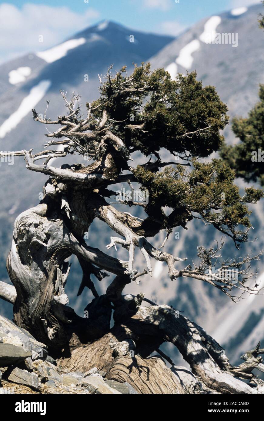 Italian cypress tree (Cupressus sempervirens). Photographed in Crete ...