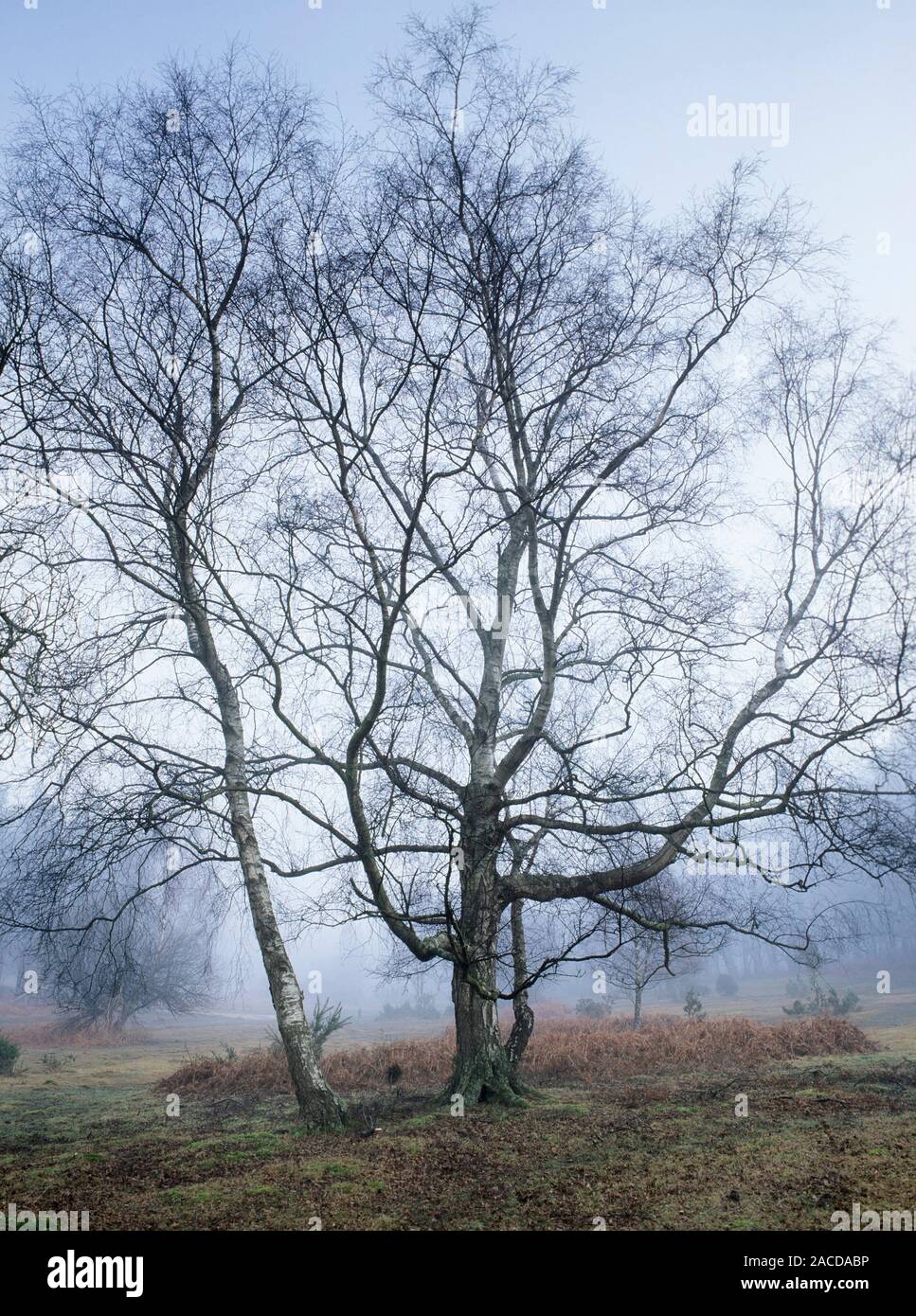 Downy birch trees (Betula pubescens) in mist. Photographed at Lucy's ...