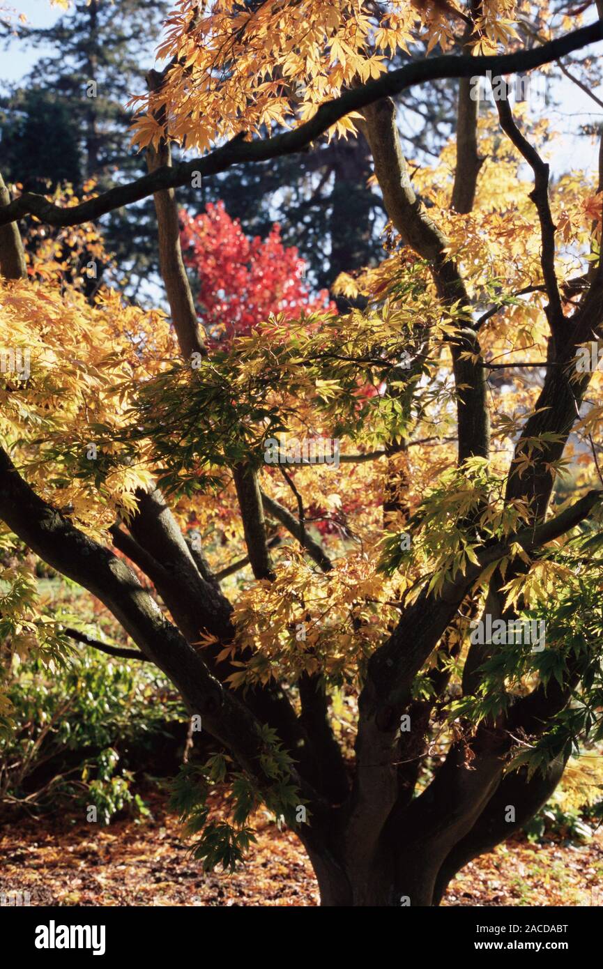 Tree in autumn. Photographed at Burford House Gardens, UK Stock Photo ...