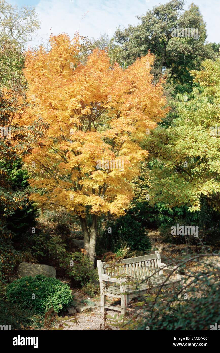 Japanese maple (Acer palmatum 'Senkaki') in a garden Stock Photo - Alamy