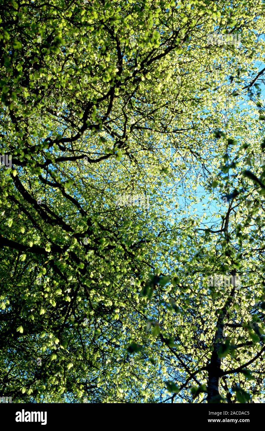 Beech tree foliage. (Fagus sp.) Photographed in spring, in the UK Stock ...