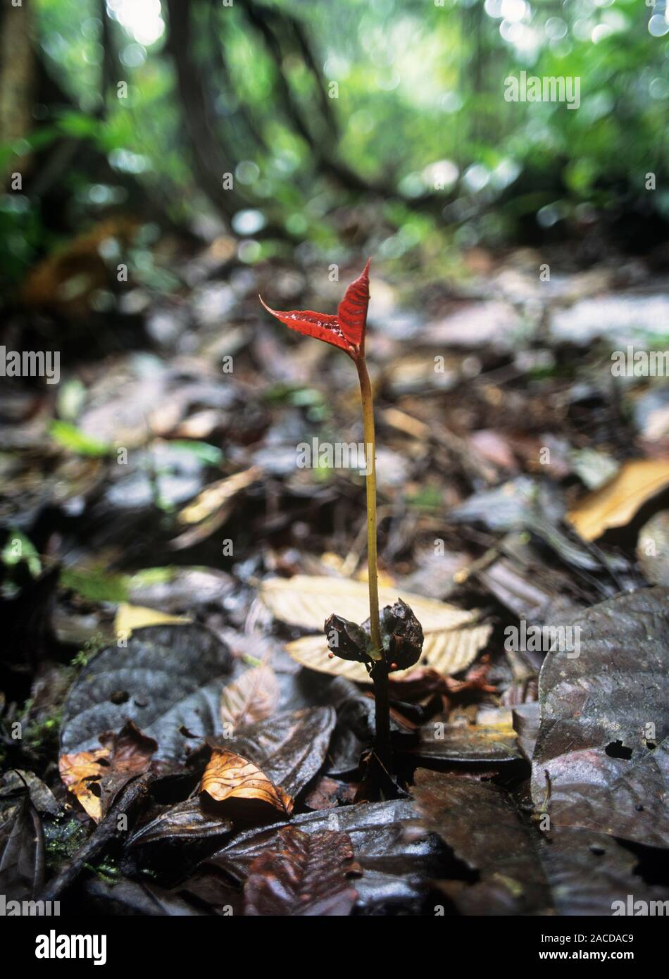 Sapling growing in the Amazon rainforest, Ecuador Stock Photo - Alamy
