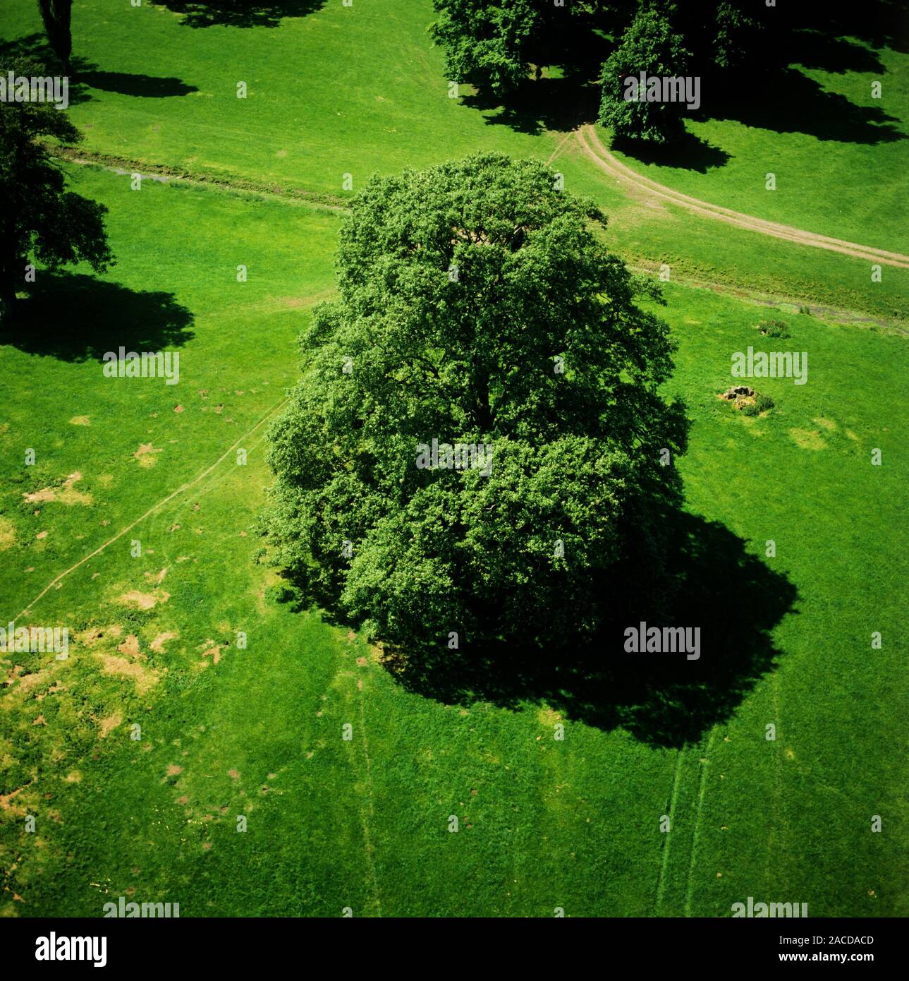 Tree. Low-level aerial photograph of a tree in parkland. Photographed ...