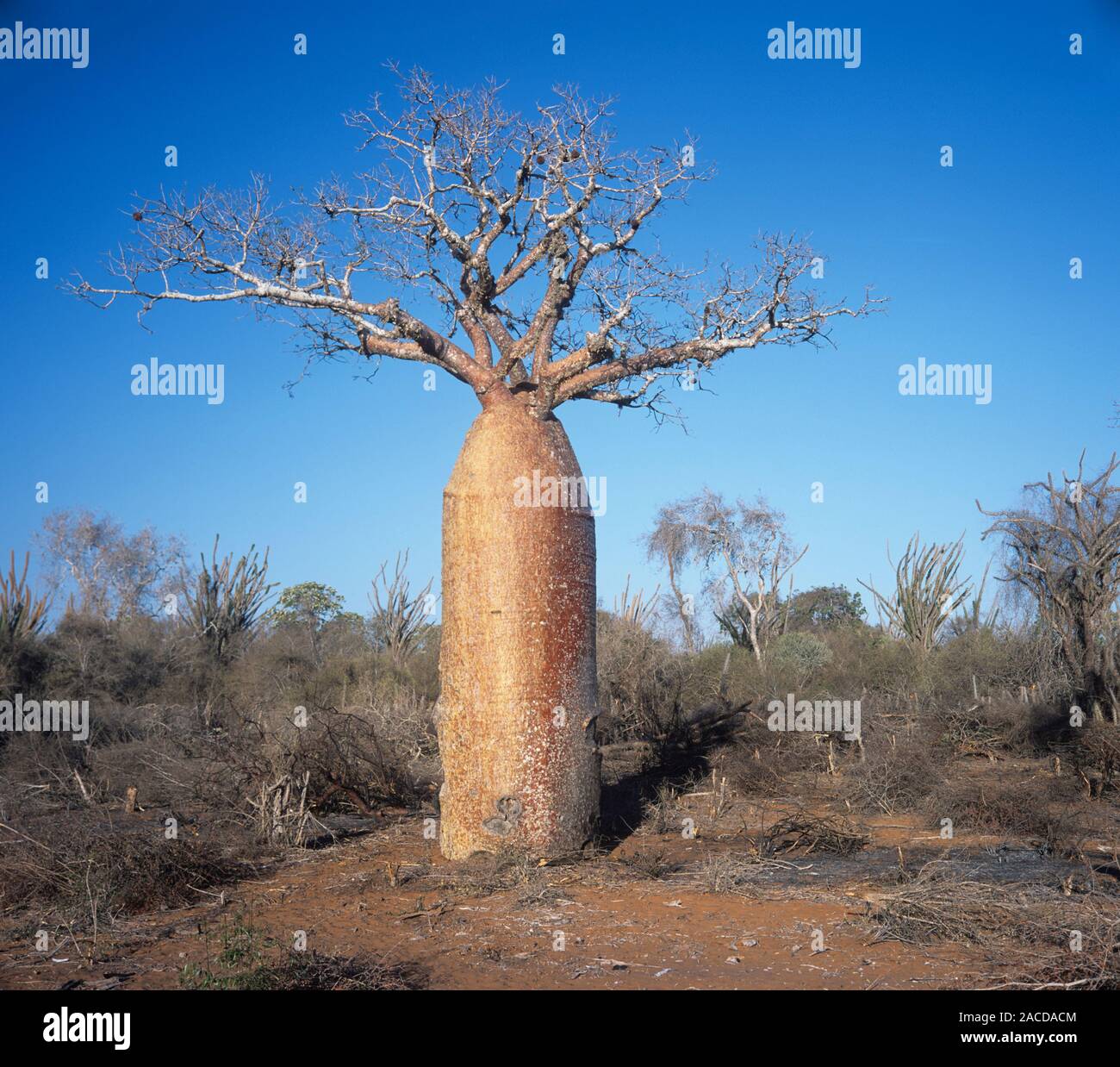 Baobab tree (Adansonia grandidieri) in Madagascar. The Baobab can grow ...