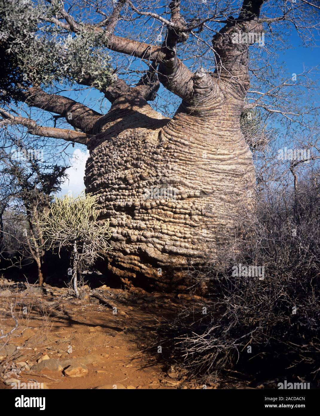 Baobab tree (Adansonia digitata) in the Tsimanampetsotsa reserve in Madagascar. The baobab can ...