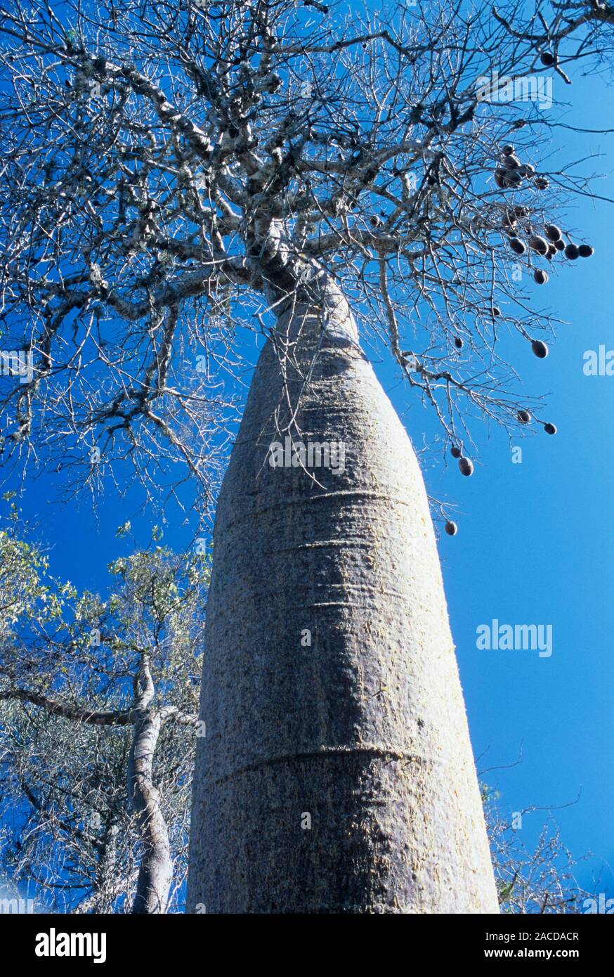 Baobab tree (Adansonia grandidieri). The tree is endemic to western ...
