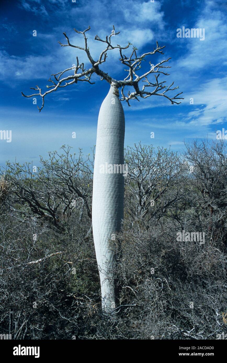 Bottle tree (Pachypodium sp.) in scrubland. The bottle tree is a ...