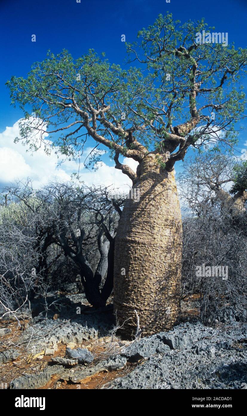 Baobab tree (Adansonia grandidieri). This tree is endemic to western ...