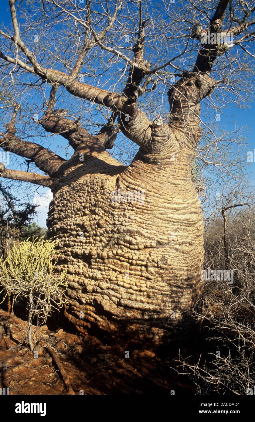 Baobab tree (Adansonia grandidieri) growing in the Tsinanampetsotsa ...