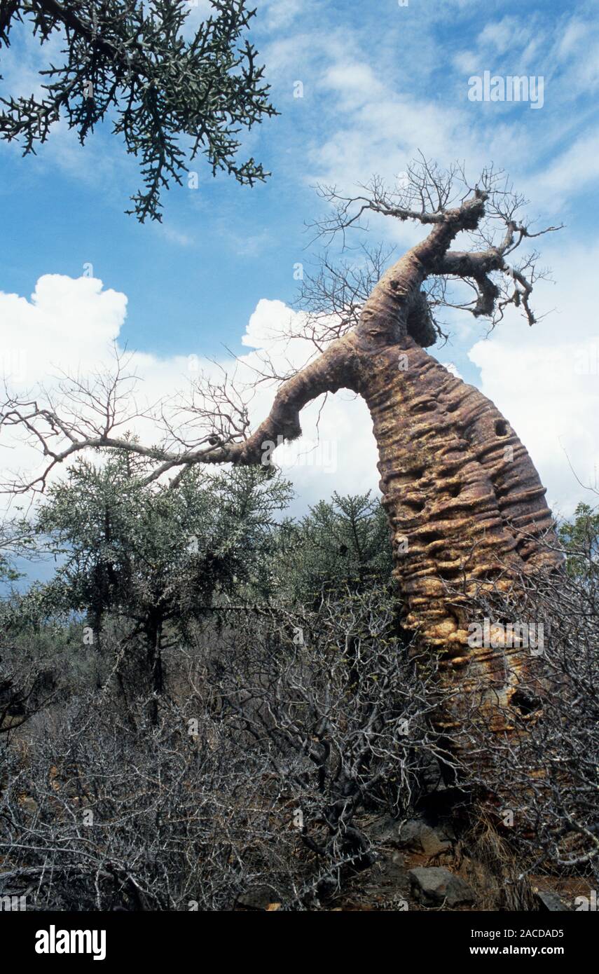 Baobab tree (Adansonia fony) growing on a limestone plateau in ...