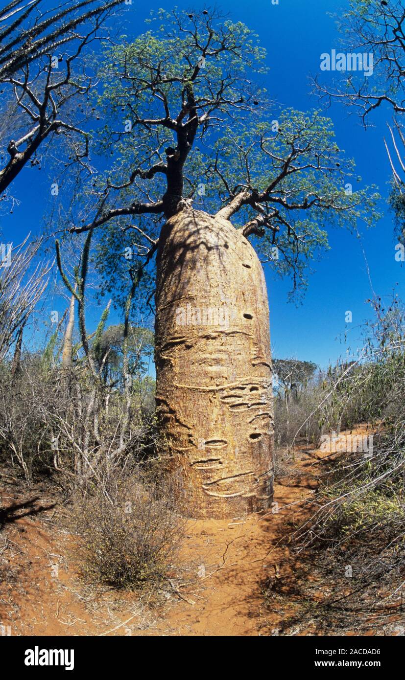 Baobab tree (Adansonia rubrostripa) growing on a limestone plateau in ...