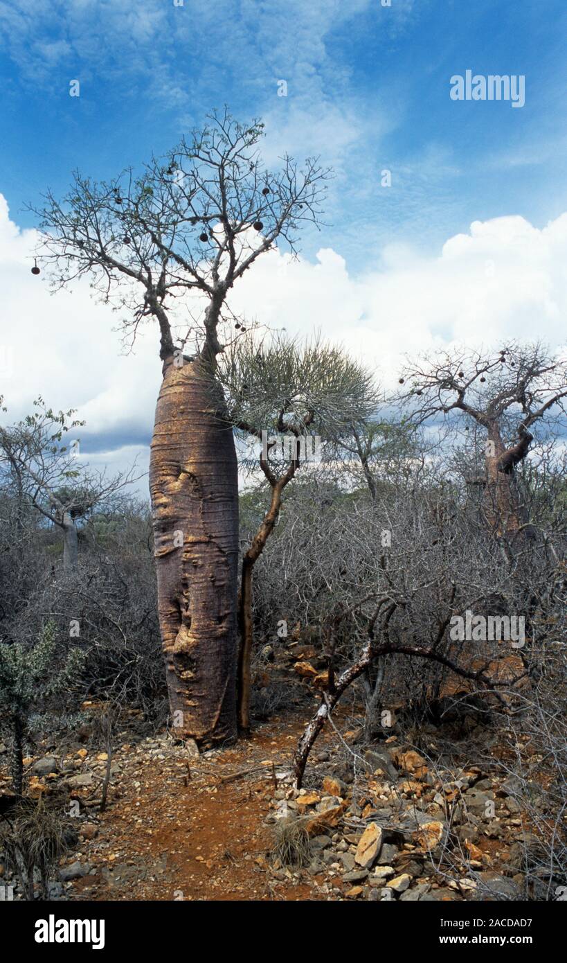 Baobab tree (Adansonia fony) growing on a limestone plateau at the ...