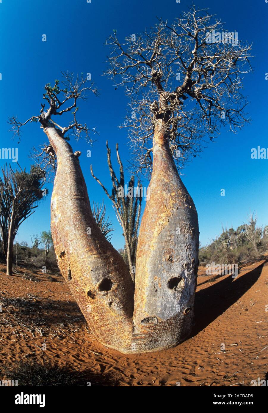 Baobab tree (Adansonia grandidieri). This tree is endemic to western ...