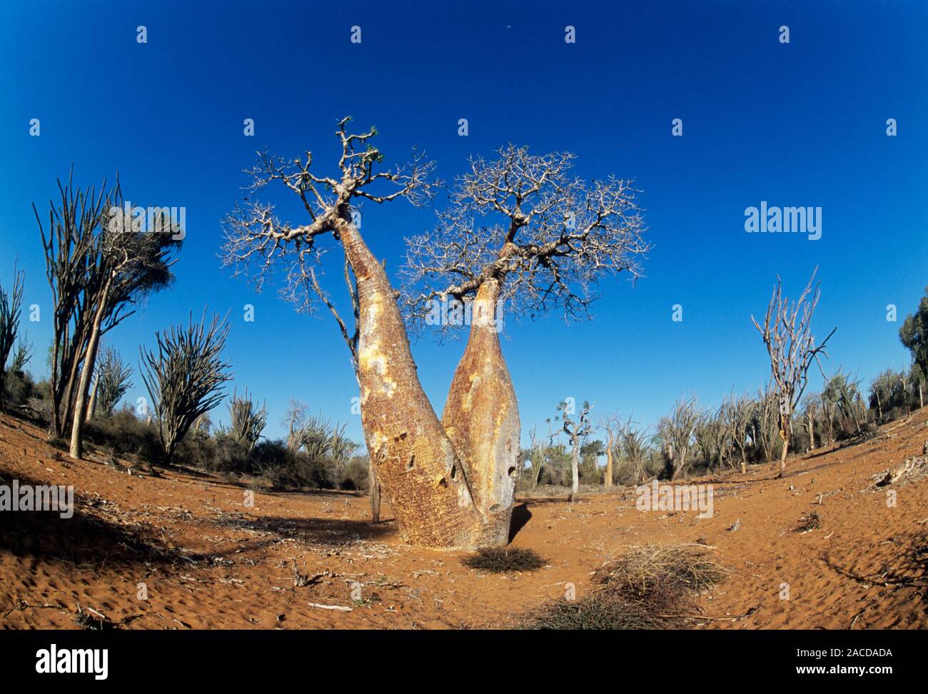 Baobab tree (Adansonia grandidieri) The baobab tree can grow up to ...