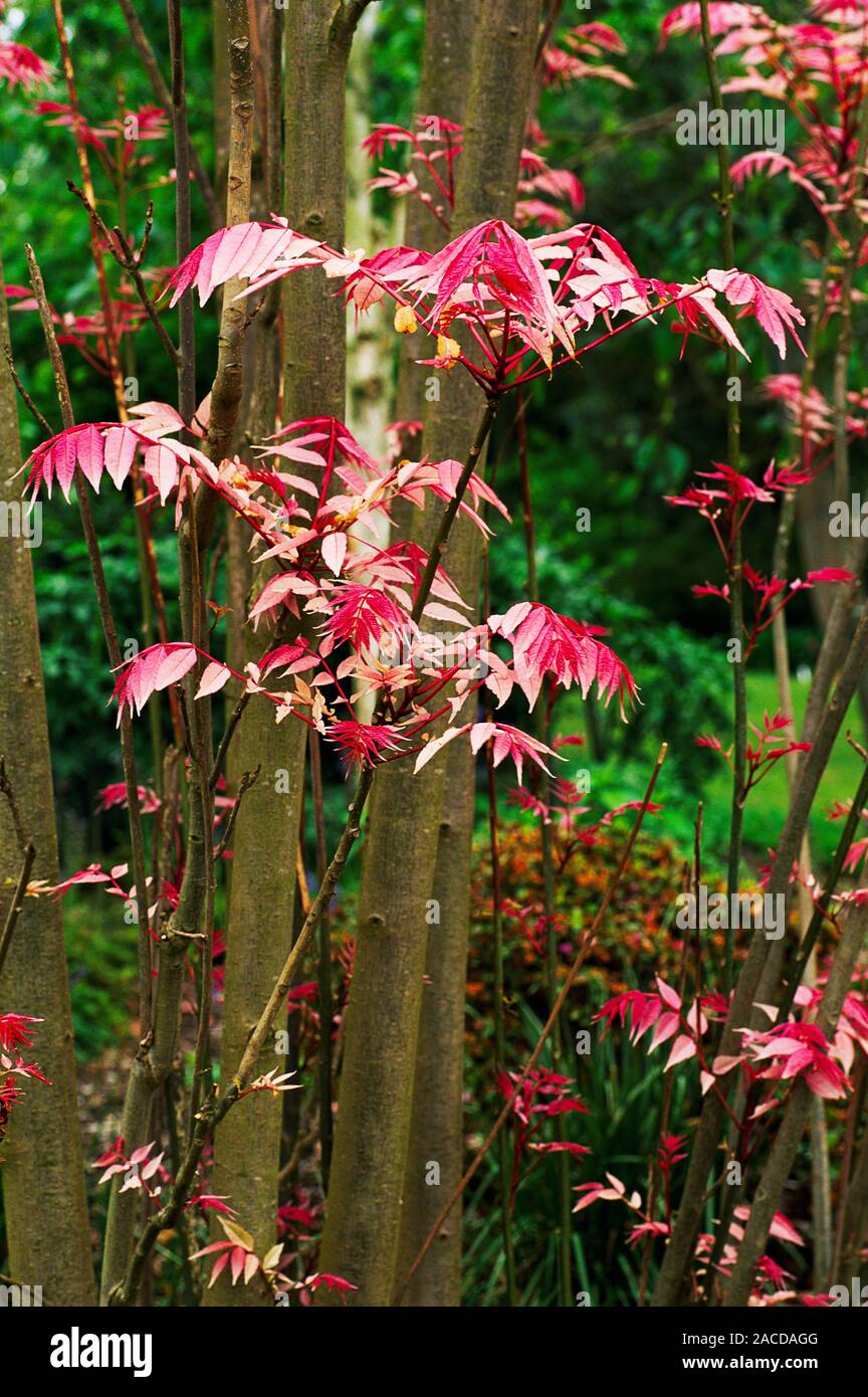 Toona (Toona sinensis 'Flamingo') tree Stock Photo - Alamy