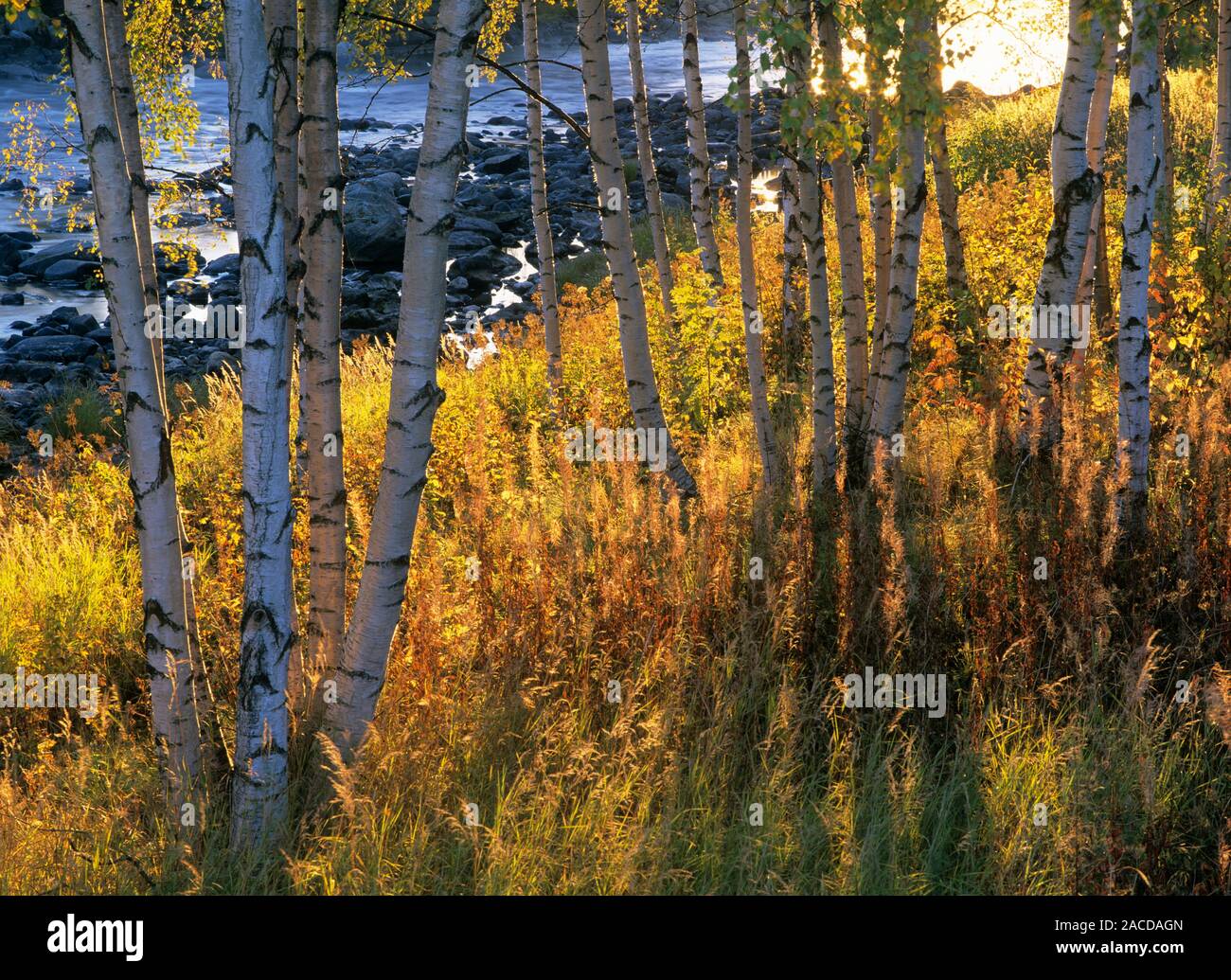 Birch forest. Autumnal scence in a forest of birch (Betula sp.) trees ...