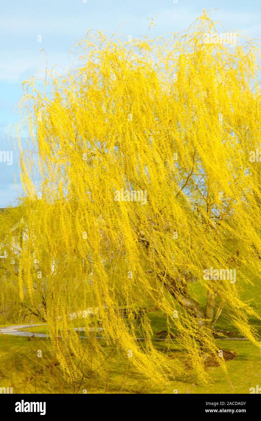 Weeping willow (Salix babylonica Stock Photo - Alamy
