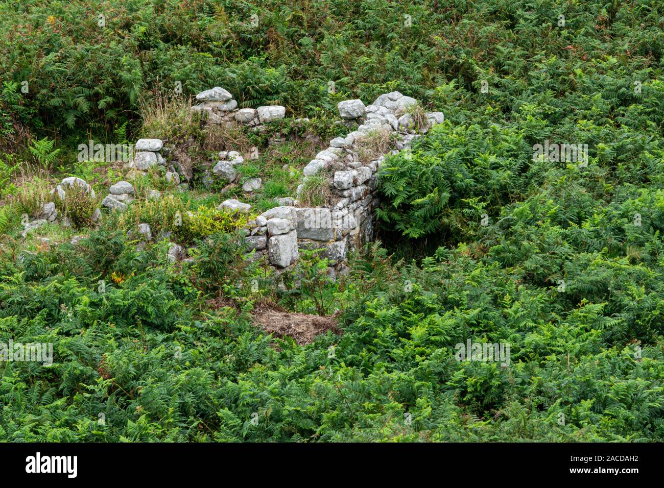 The remains of an abandoned building on Samson, Isles of Scilly Stock ...