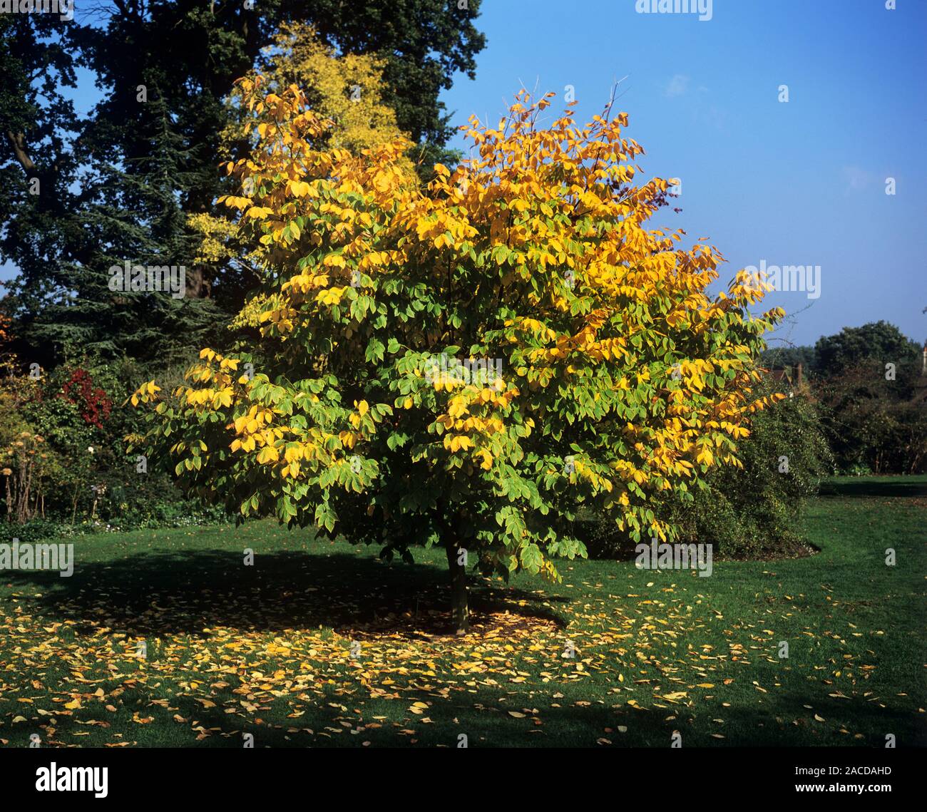Kentucky yellowood tree (Cladrastis kentukea syn. Clasdrastis lutea ...