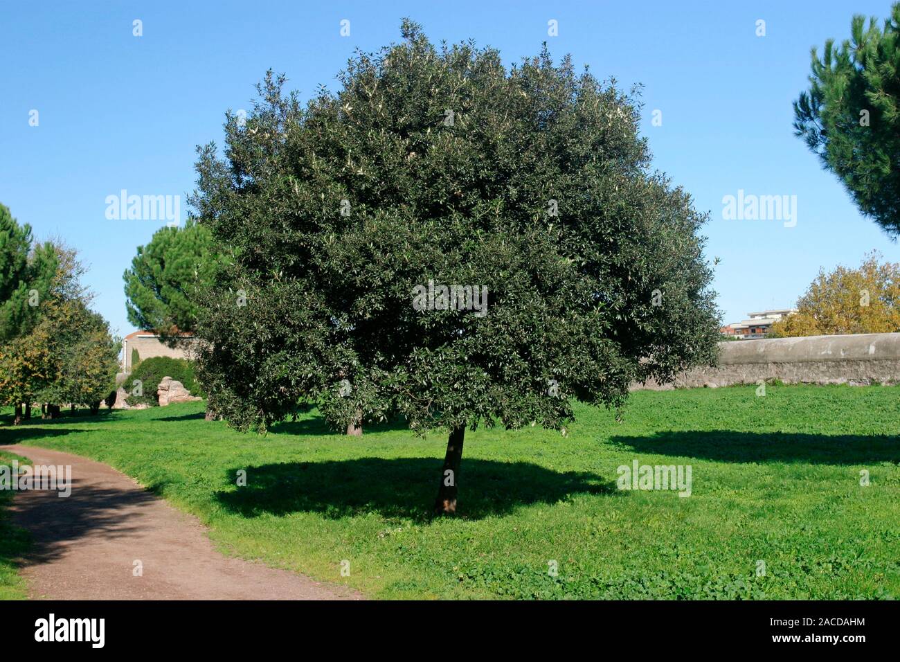 Holm oak (Quercus ilex). This tree is resistant to pollution and is ...