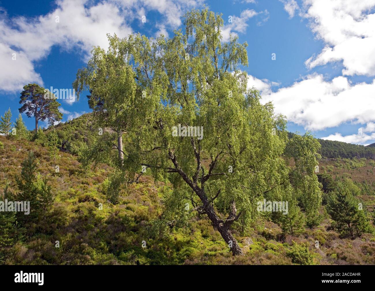 Downy birch tree (Betula pubescens) in ancient Caledonian forest ...