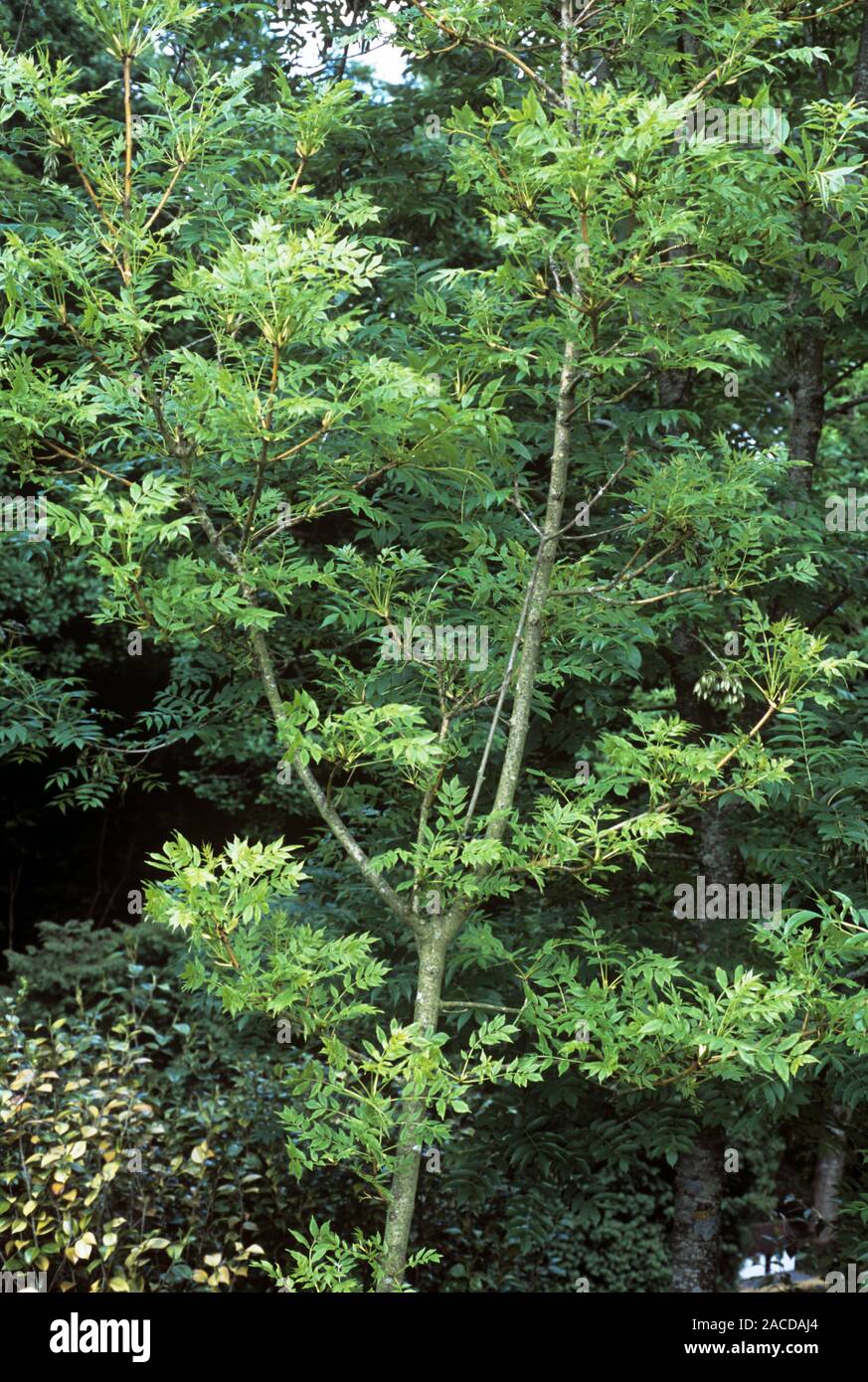 European ash tree (Fraxinus excelsior 'Jaspidea' Stock Photo - Alamy