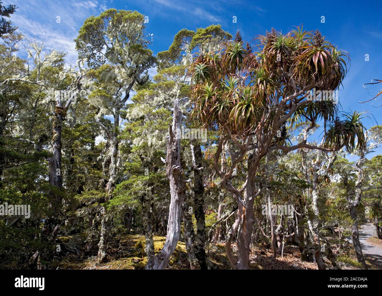 Mountain grass tree (Dracophyllum traversii). Situated in Southern ...