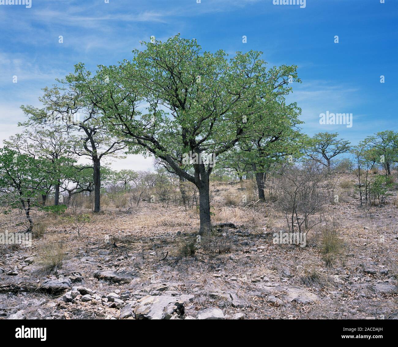 Murula tree (Sclerocarya birrea). Archaeological evidence suggests that ...