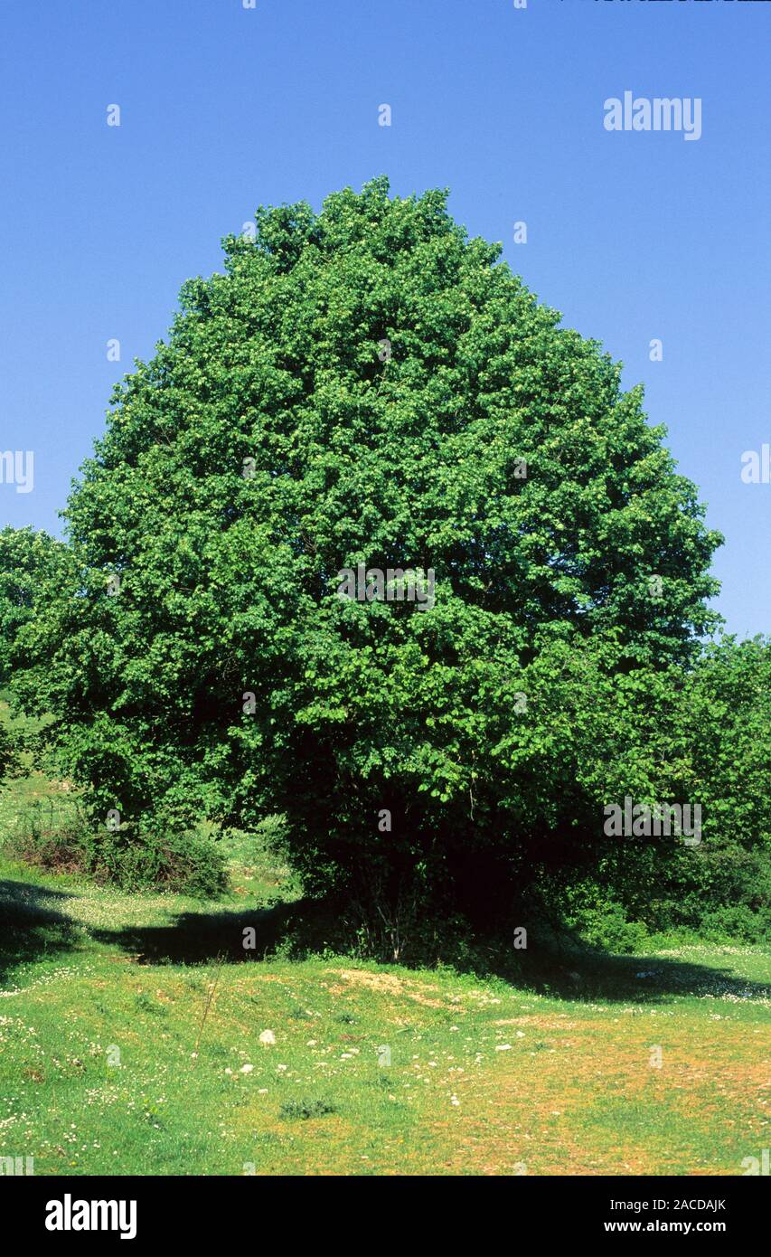 Field maple tree (Acer campestre). This tree grows to a maximum height ...