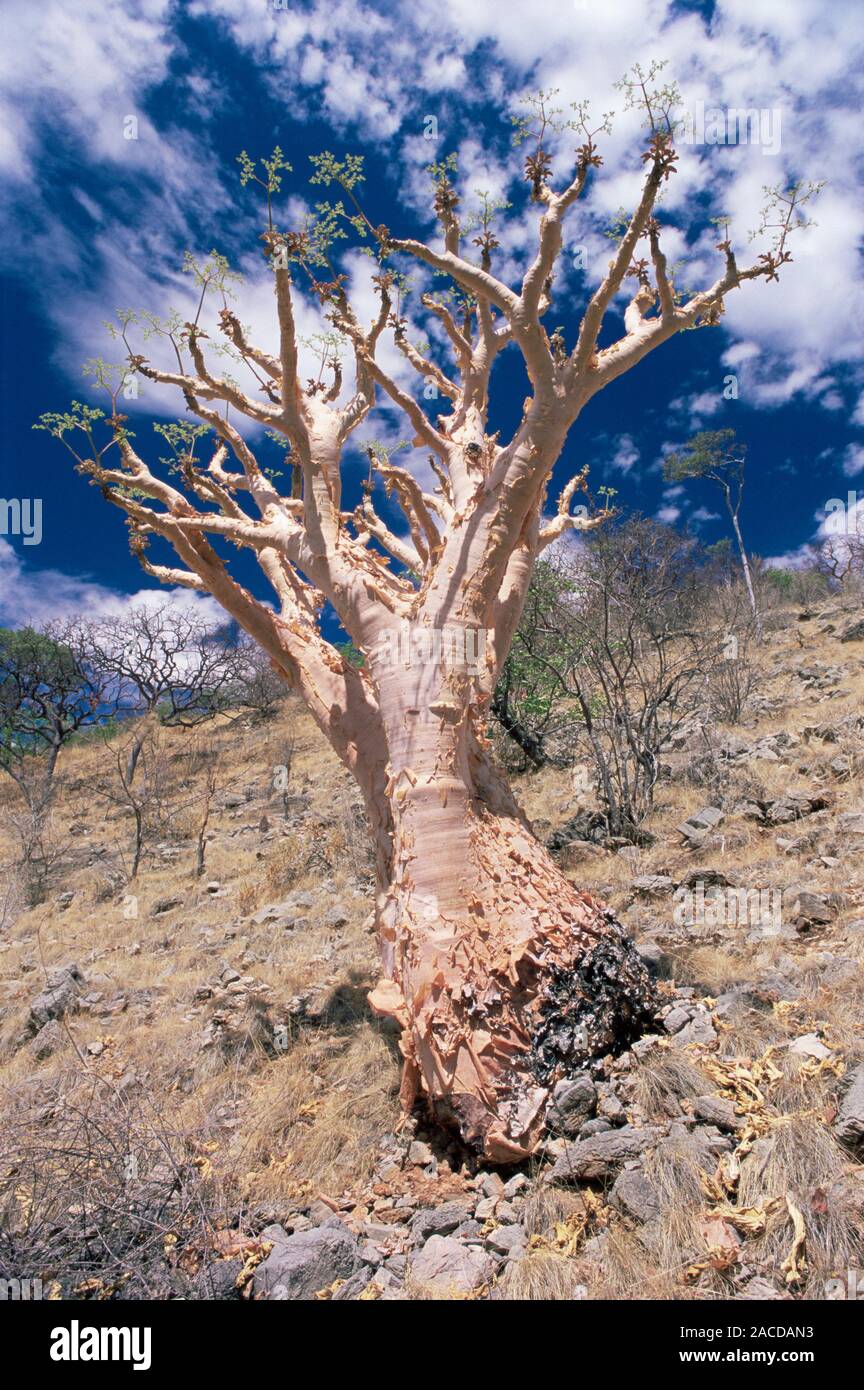 Euphorbia tree (Euphorbia sp.). Photographed in Namibia, Africa Stock ...