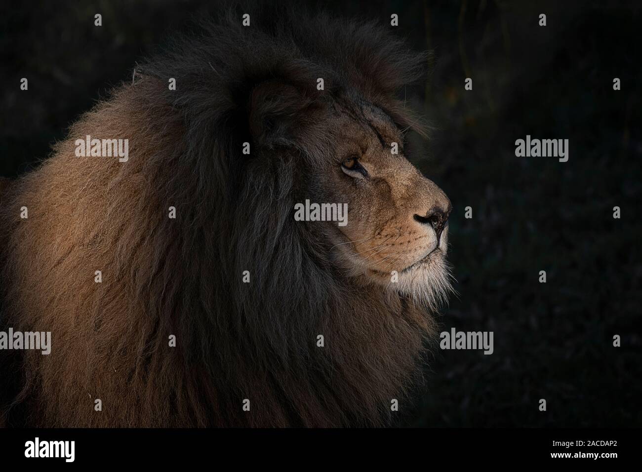 Close up portrait of the head of a lion. It is in the shadows and is ...