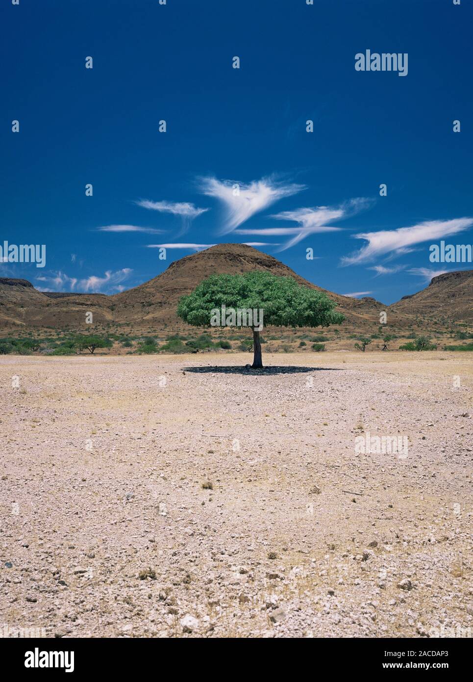 Acacia tree (Acacia sp.). Photographed in Namibia, Africa Stock Photo ...