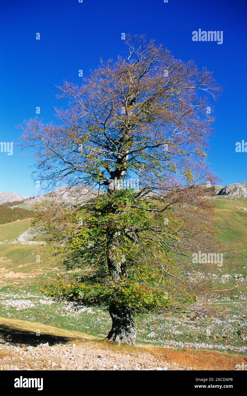 Common beech tree (Fagus sylvatica Stock Photo - Alamy
