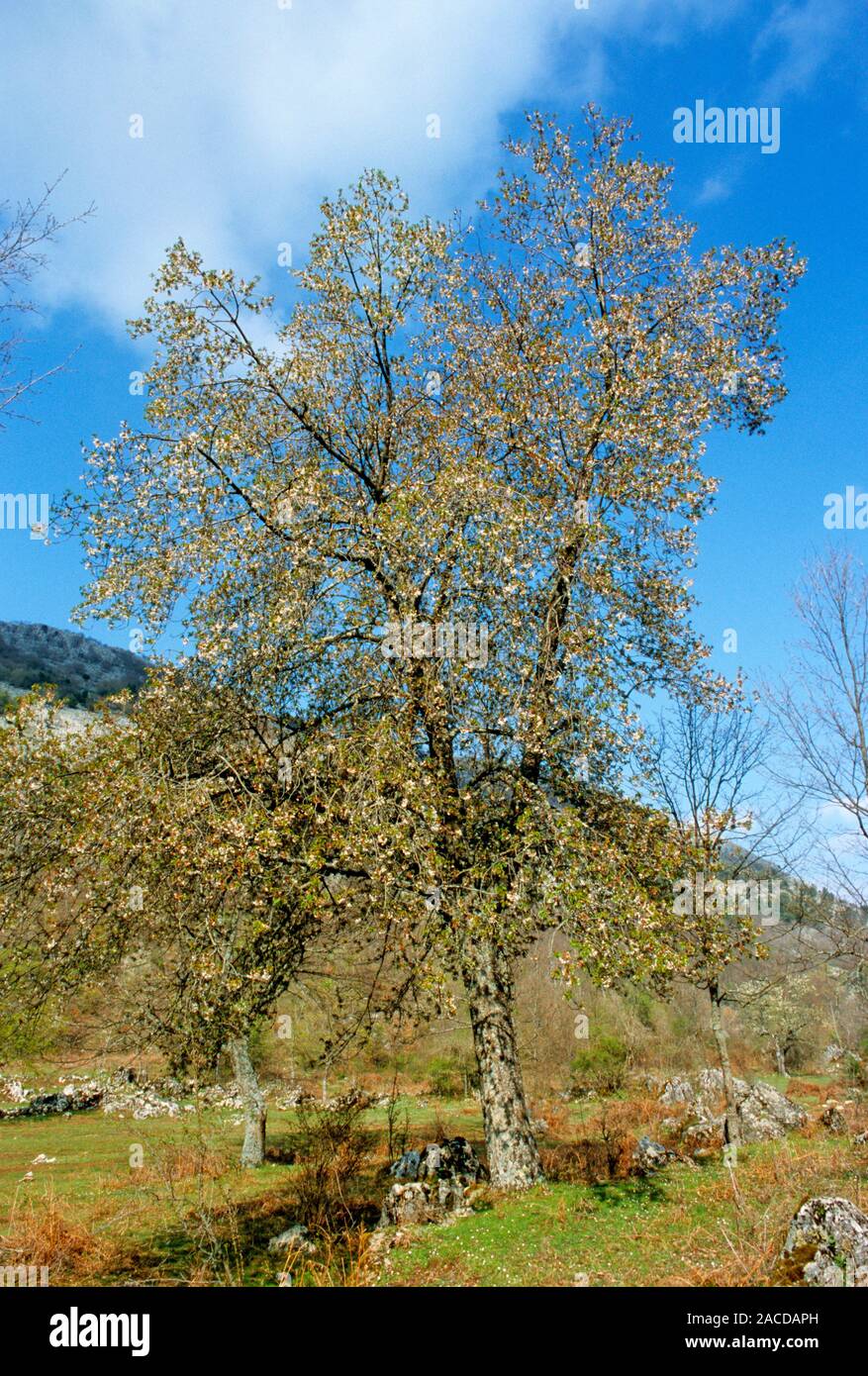 Wild cherry tree (Prunus avium Stock Photo - Alamy