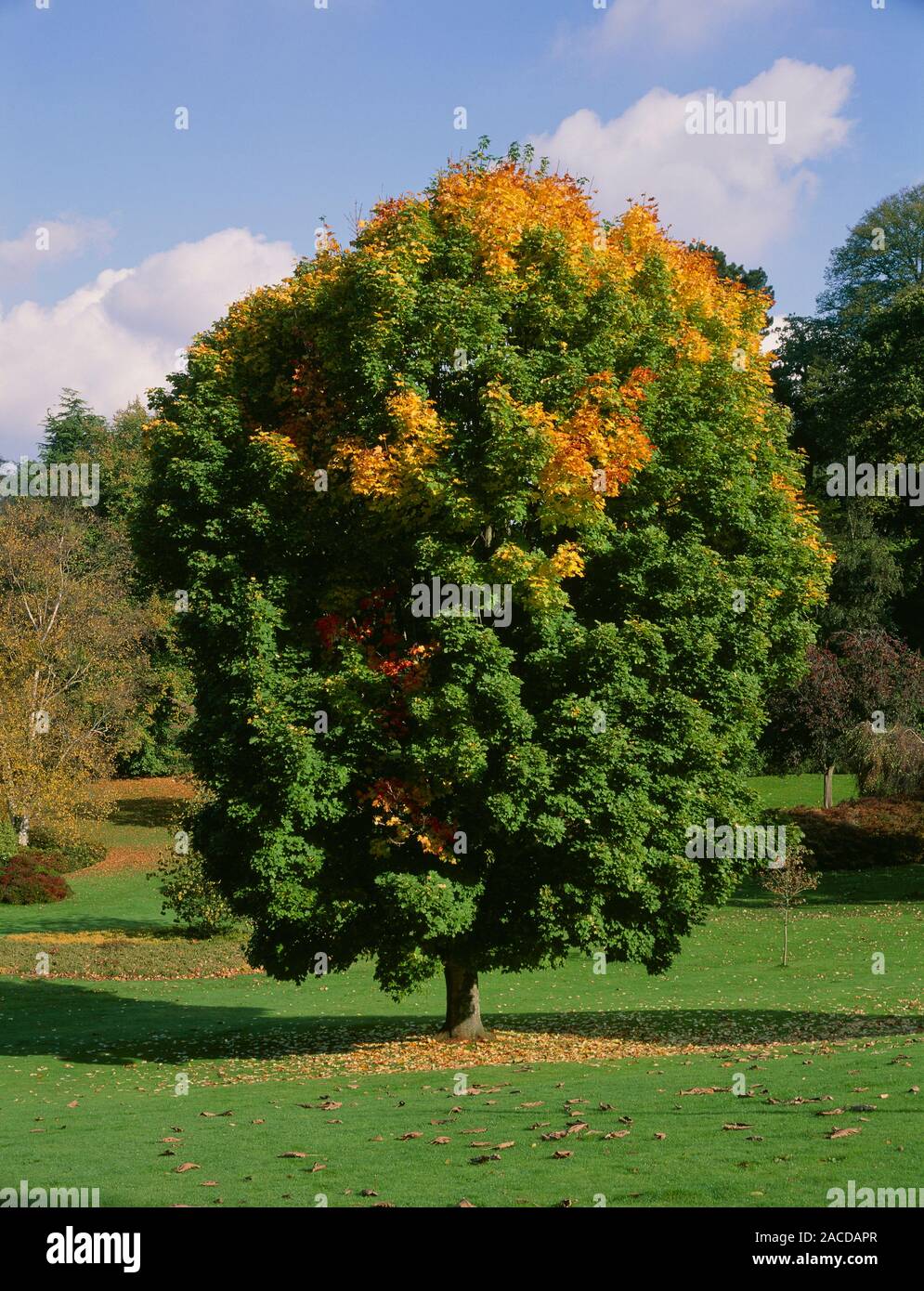 Norway maple tree (Acer platanoides) beginning to change colour in ...