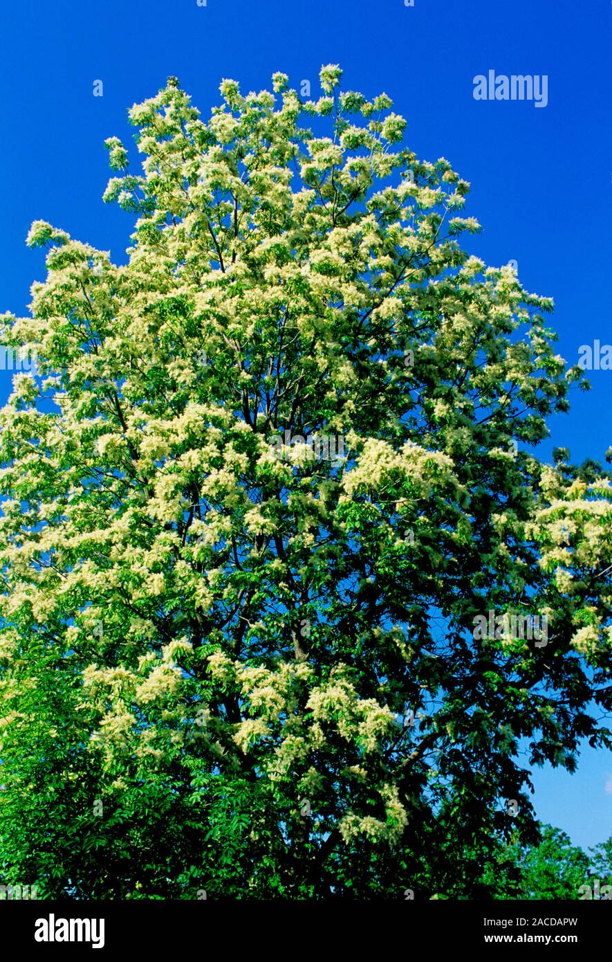 Manna Ash tree (Fraxinus ornus Stock Photo - Alamy