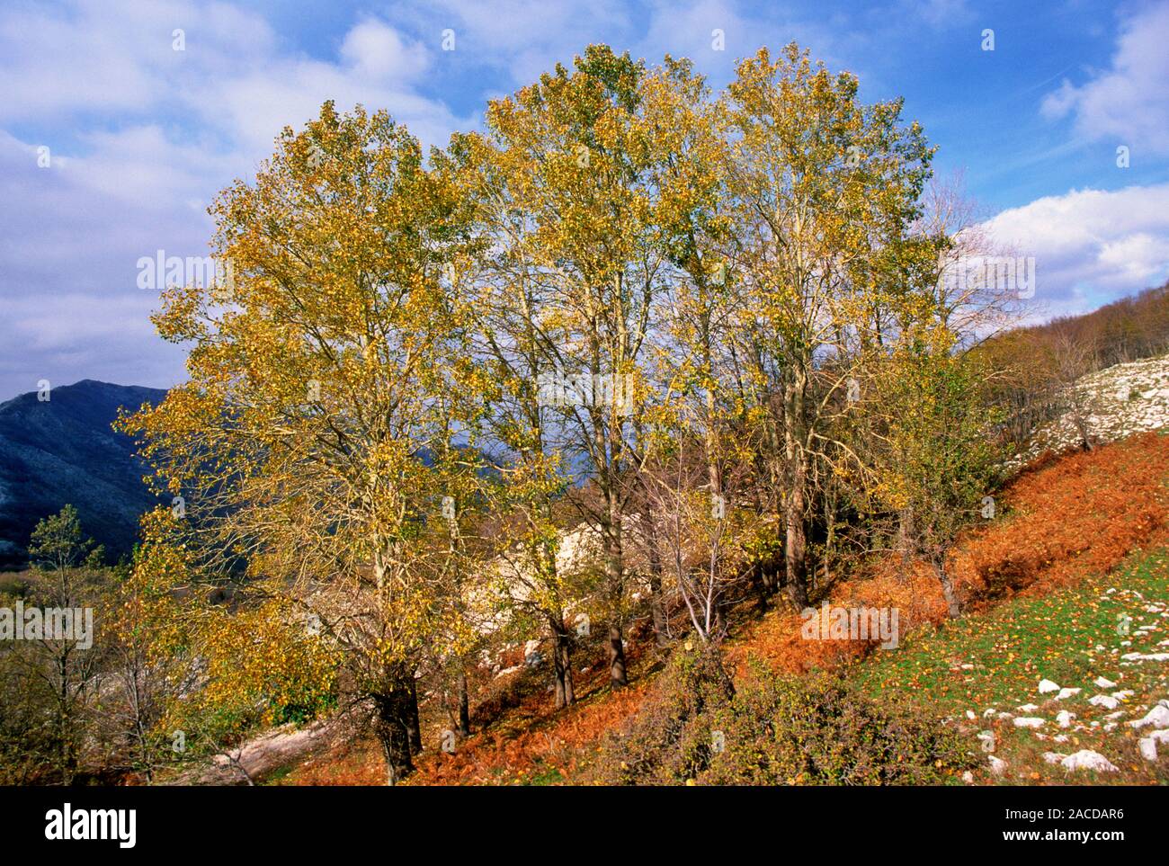 Aspen trees (Populus tremula Stock Photo - Alamy
