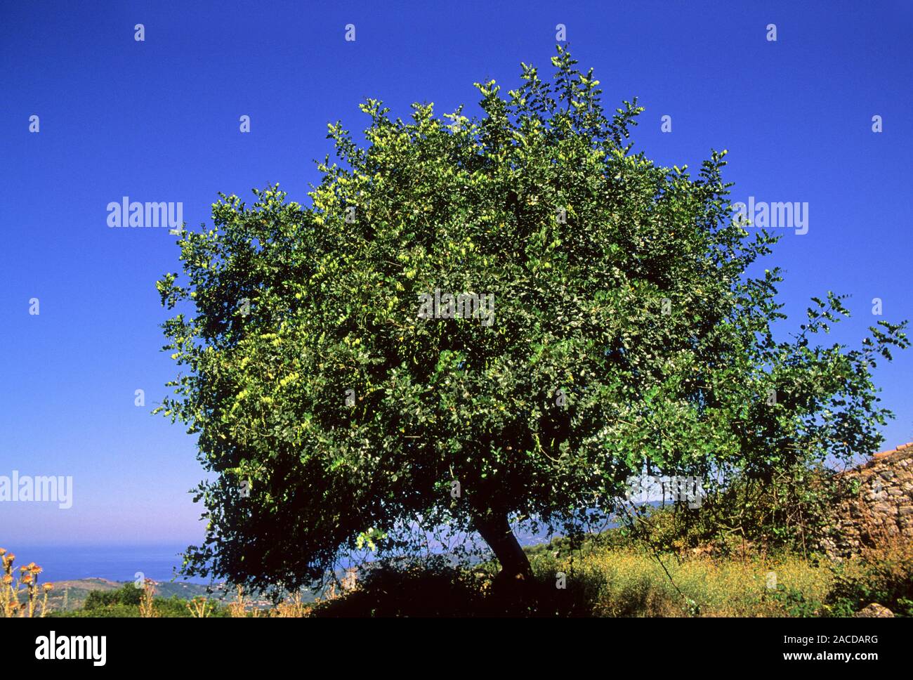 Carob tree (Ceratonia siliqua). This tree is cultivated for its edible ...