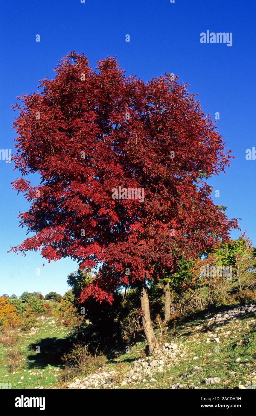 Manna ash tree (Fraxinus ornus Stock Photo - Alamy