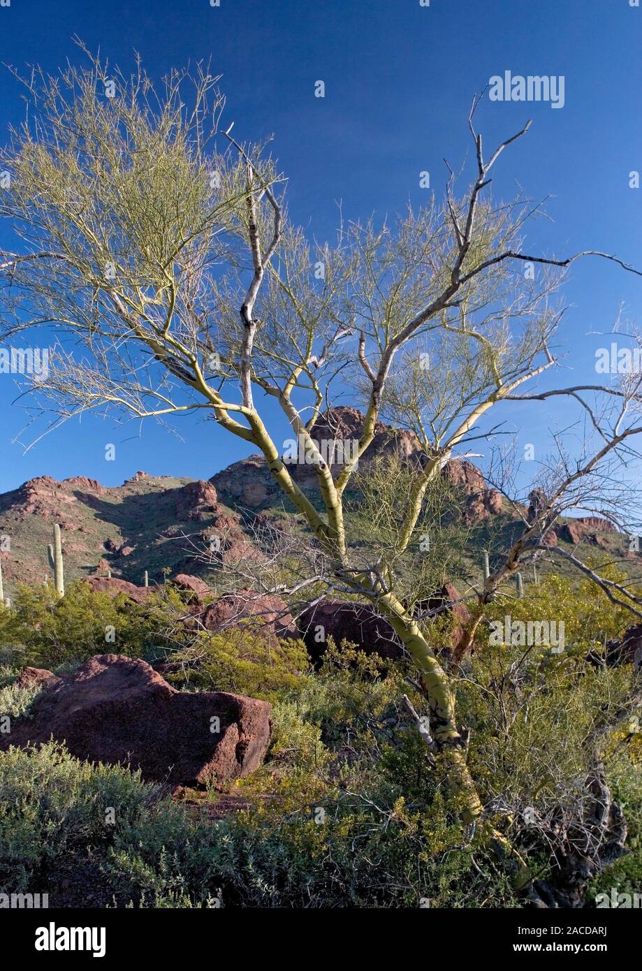 Yellow paloverde tree (Parkinsonia microphylla). Photosynthesis is ...