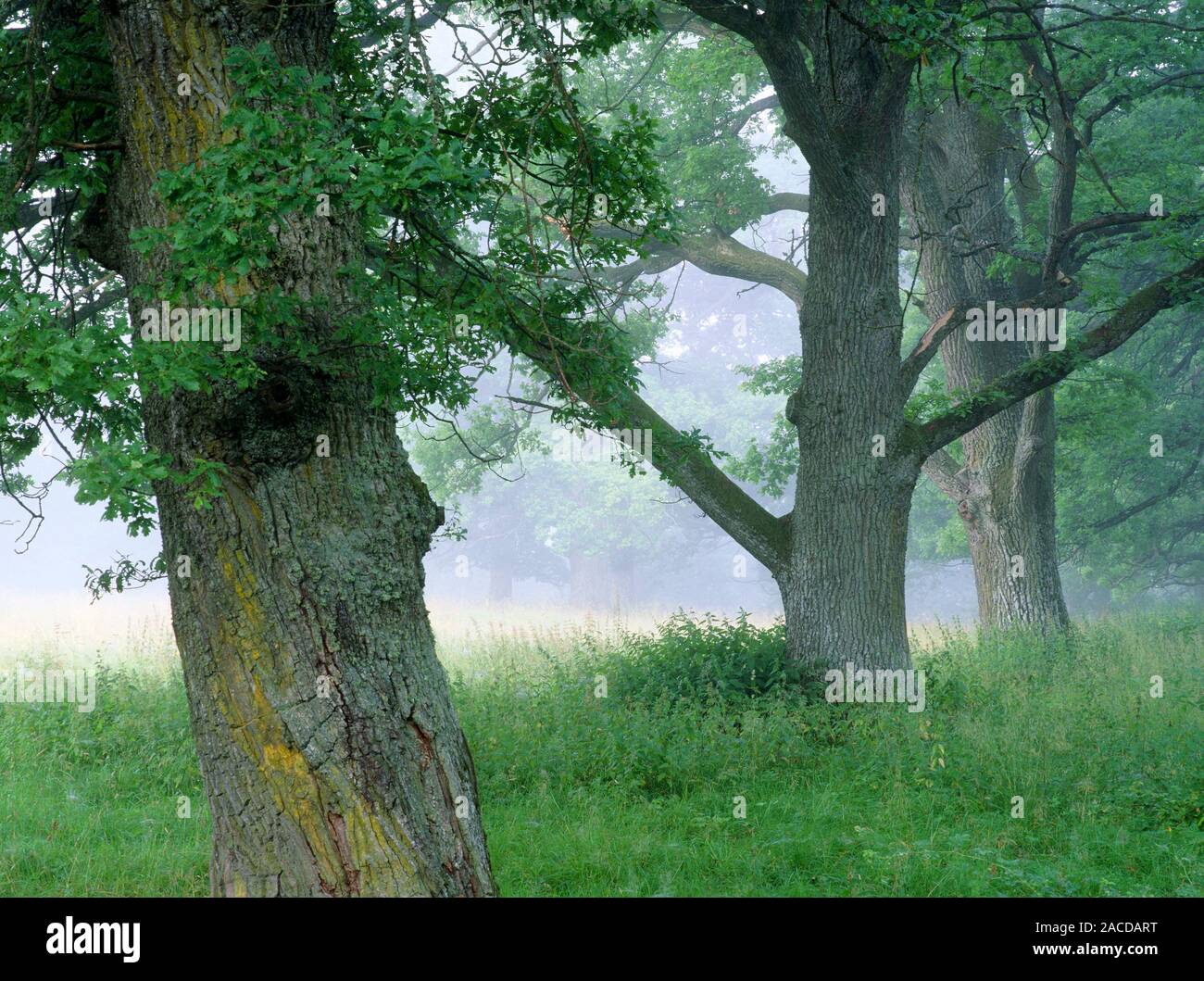Oak trees, Quercus sp., in a woodland Stock Photo - Alamy