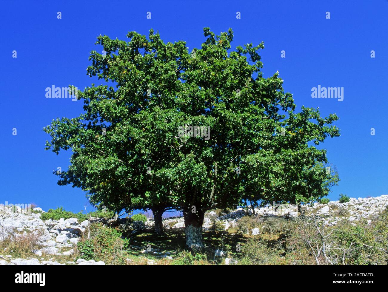 Turkey oak tree (Quercus cerris Stock Photo - Alamy