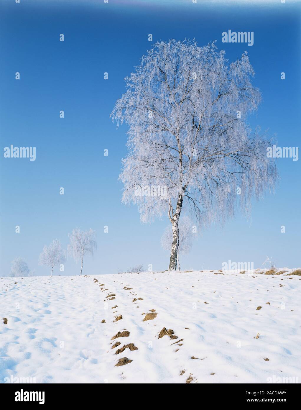 Silver birch trees (Betula pendula) covered in snow. Photographed in ...