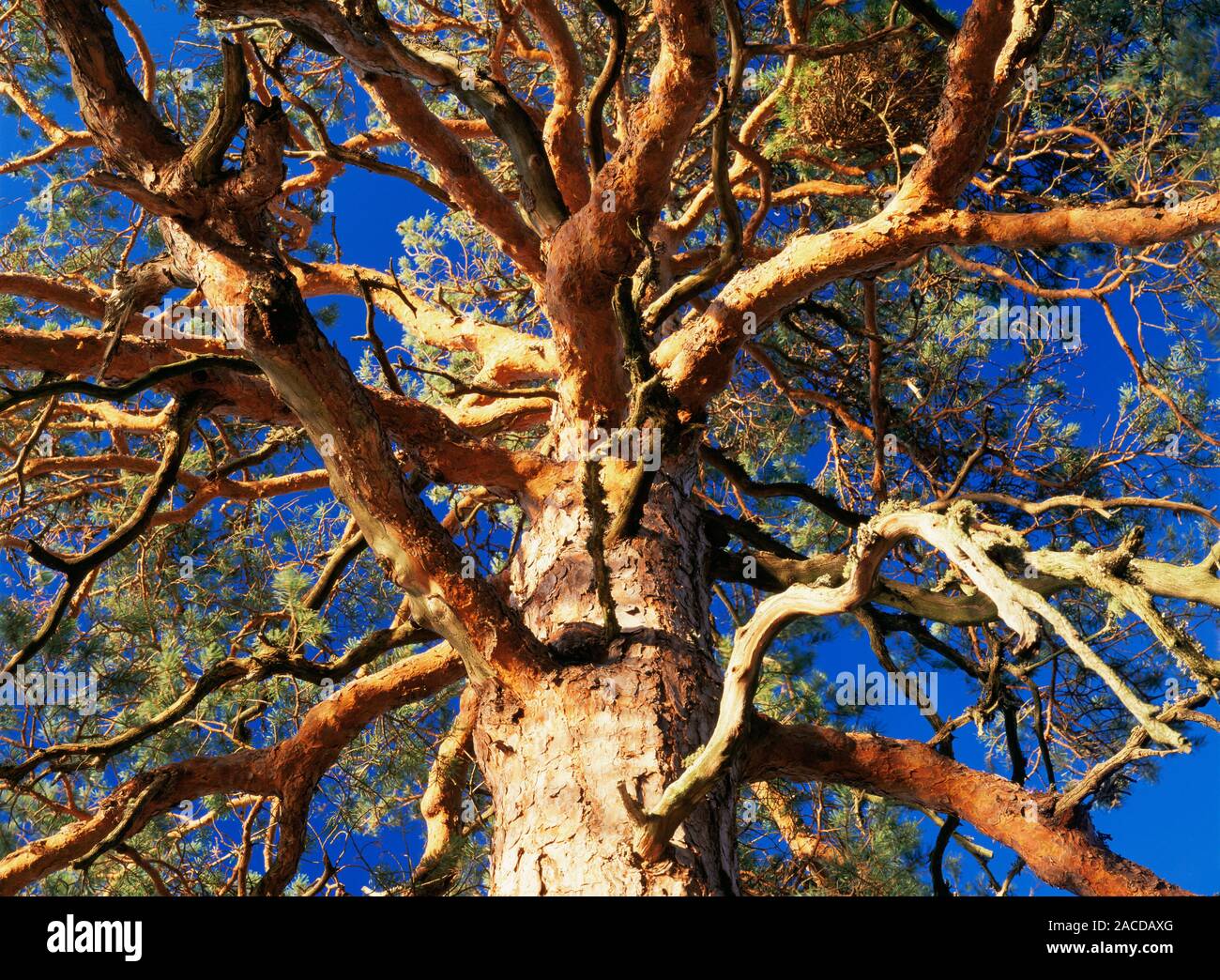 Pine tree (Pinus sylvestris Stock Photo - Alamy