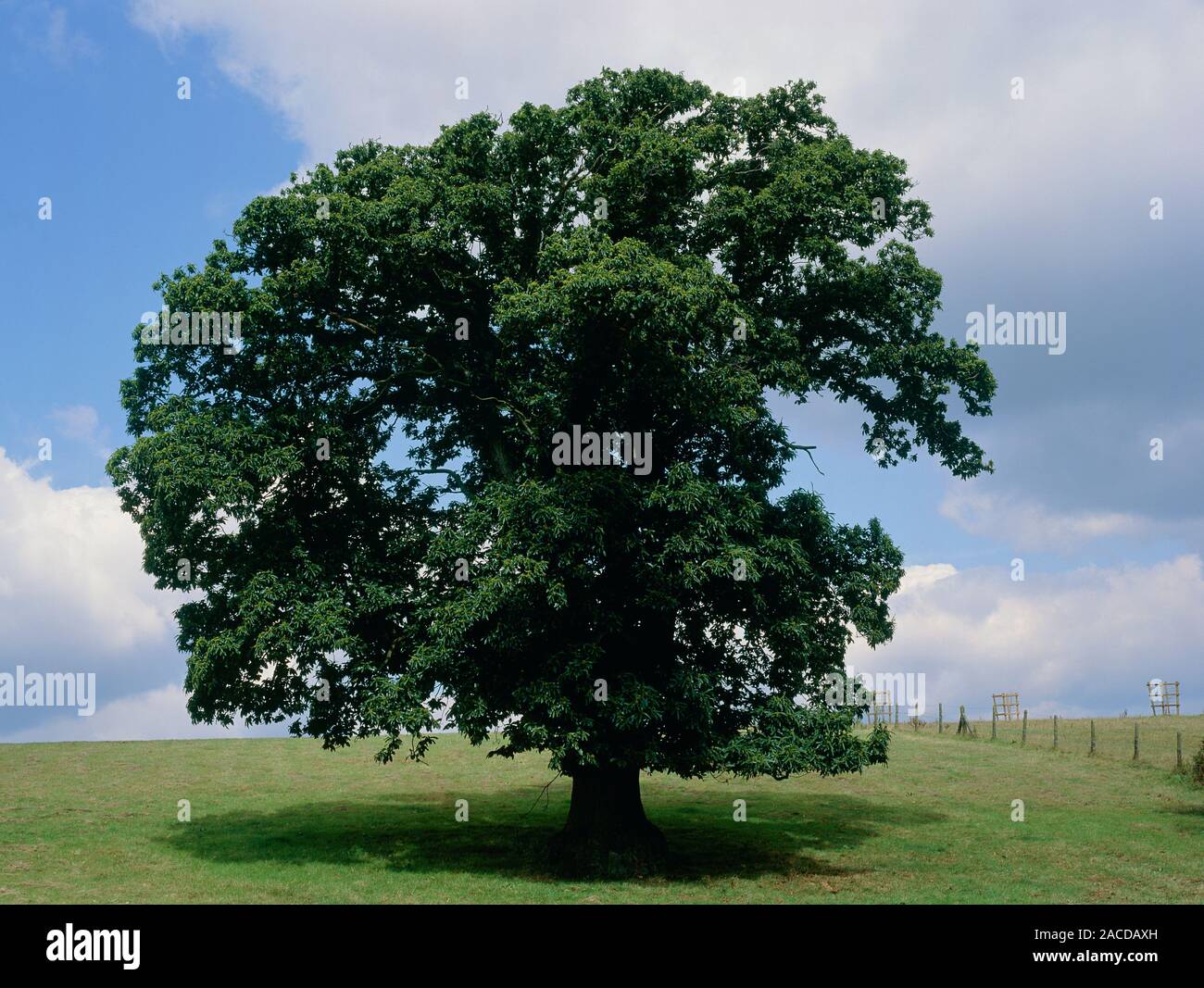 Sweet chestnut tree (Castanea sativa). Photographed in South Devon, UK ...
