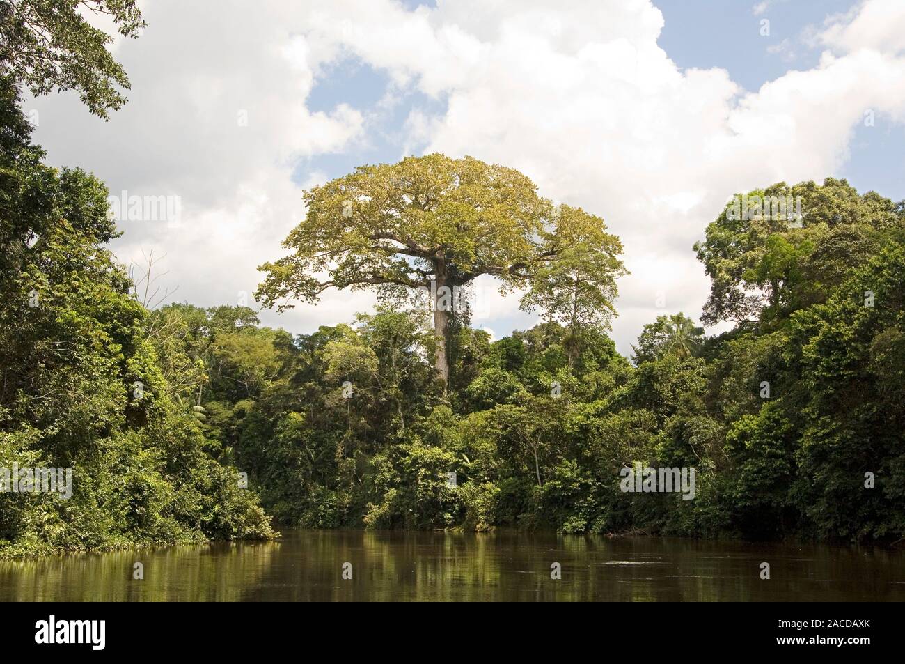 Kapok tree (Ceiba pentandra). This tree grows to 60 or 70 metres in ...
