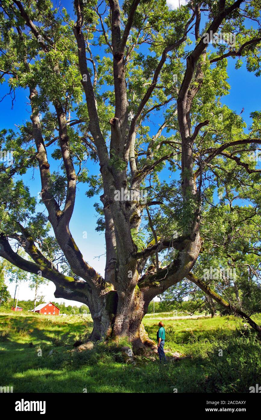 Ancient tree. Man standing by an ancient European ash tree (Fraxinus ...