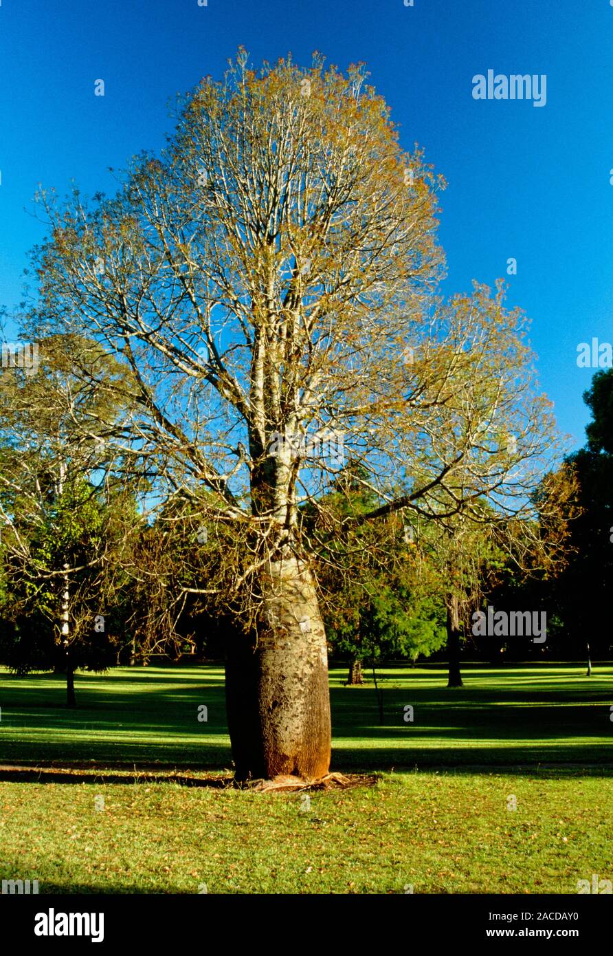 Queensland bottle tree (Brachychiton rupestris Stock Photo - Alamy