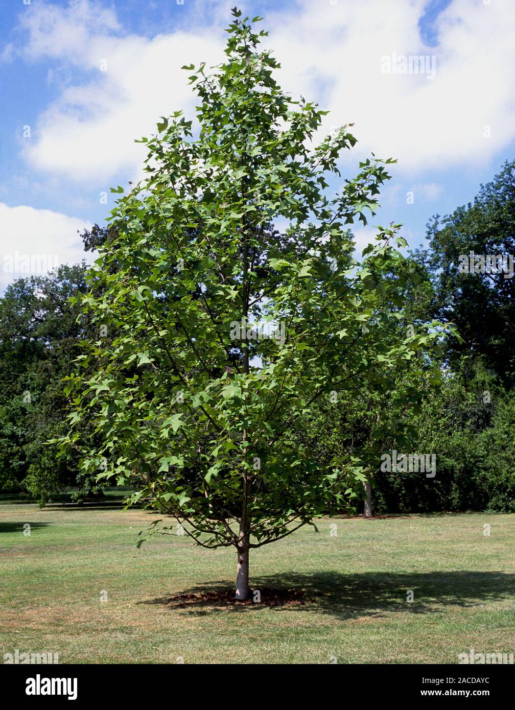 Chinese tulip tree (Liriodendron chinense Stock Photo - Alamy